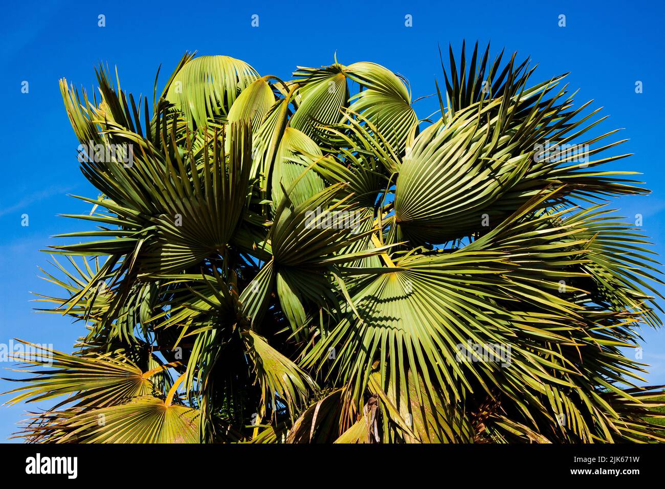 carnauba (copernicia prunifera) is a species of palm native to ...