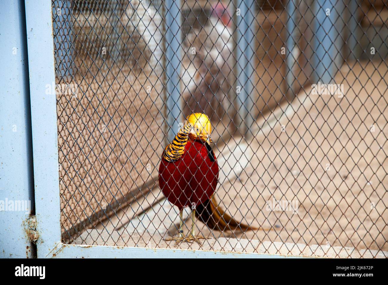colorful pheasant in a cage at the zoo, a lonely pheasant living in ...