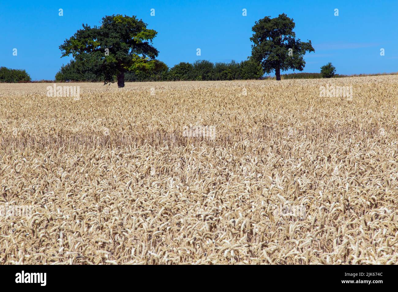 Crop wheat grain seed hi-res stock photography and images - Alamy