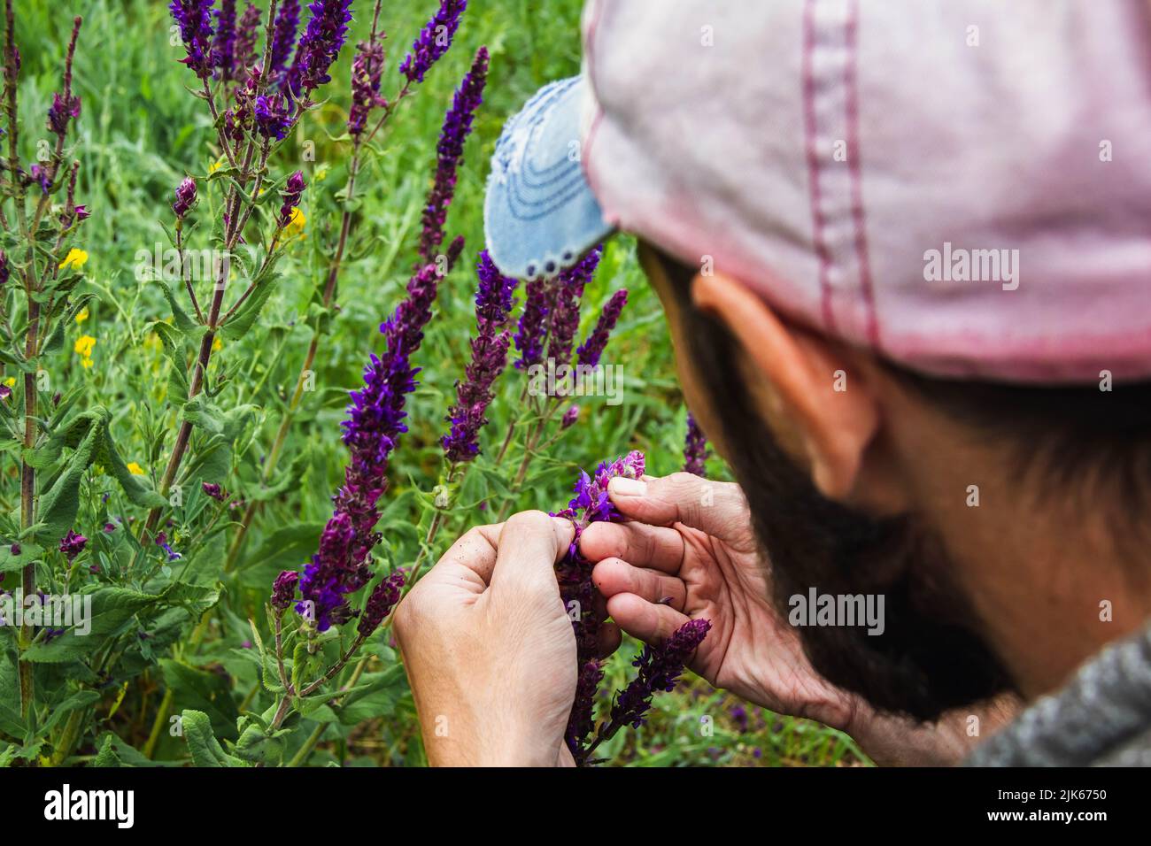 Collection of medicinal herbs. The herbalist collects sage. Herbal ...