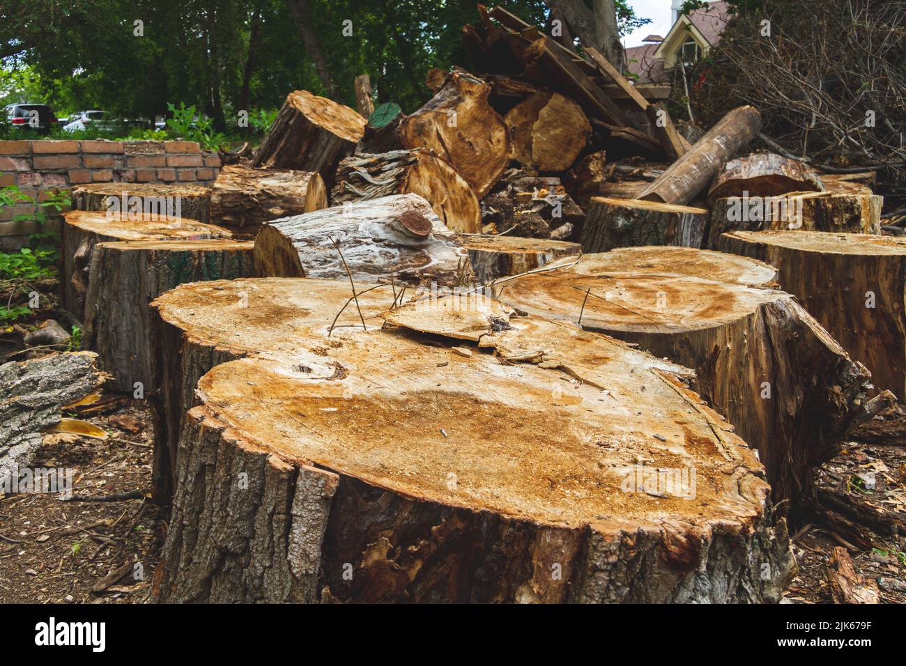 The problem of deforestation. Export of timber from the country ...