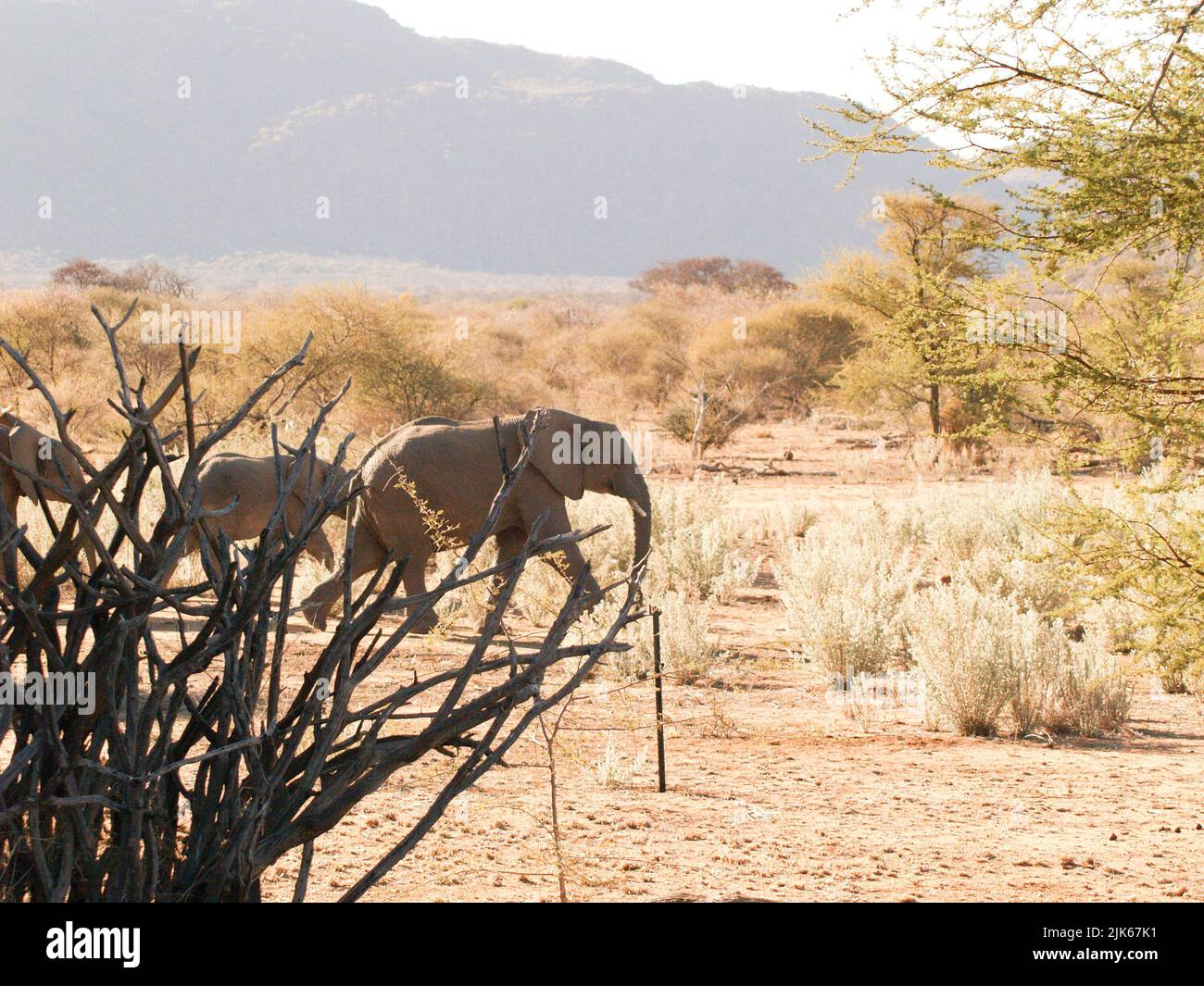 Elephants walk through African bush in Madikwe, South Africa Stock ...