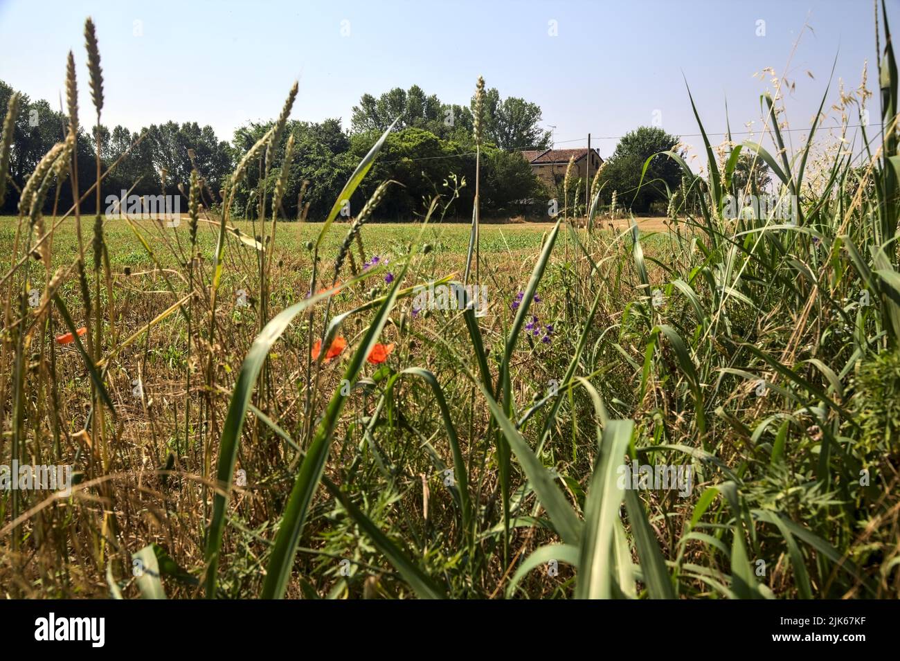 Mowed field with trees on it seen through plants and poppies by the ...