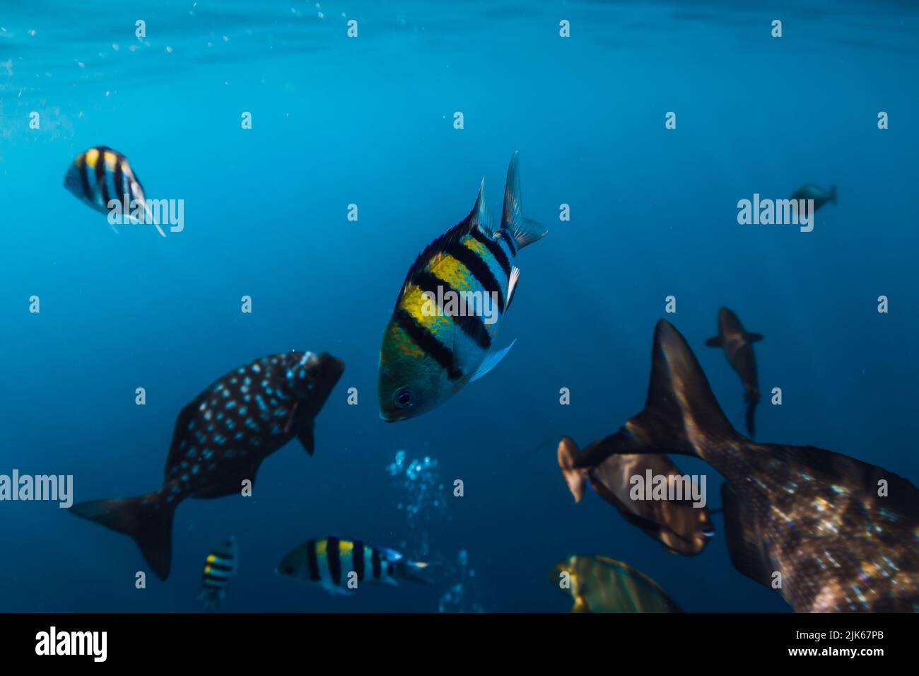 Underwater sea life with school of tropical fishes in tropical ocean ...