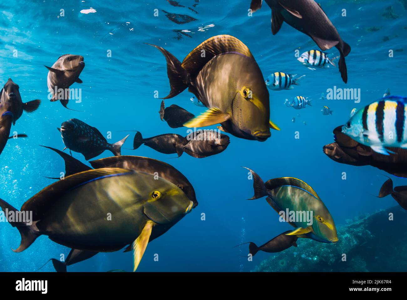 Tropical fishes in underwater Pacific ocean. Group of fish in tropical ...
