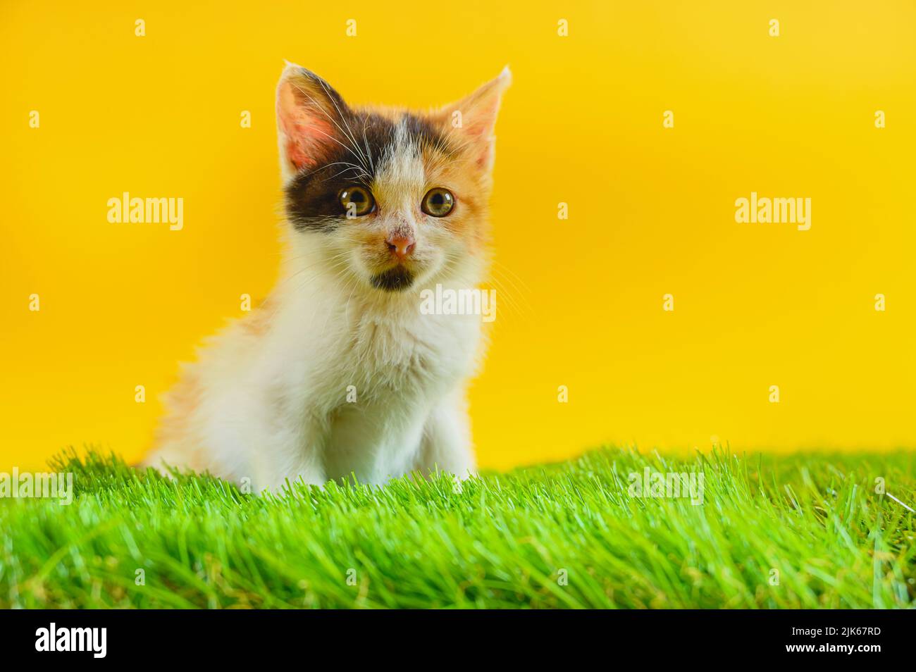 Young colored cat plays in a green field Stock Photo - Alamy