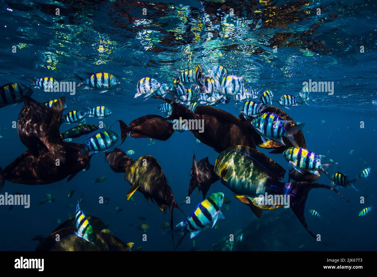 School of tropical fish in blue ocean. Underwater sea life Stock Photo ...