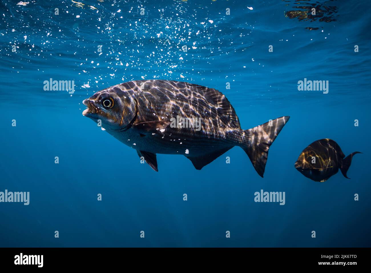 Underwater view of tropical big fish in transparent sea Stock Photo - Alamy