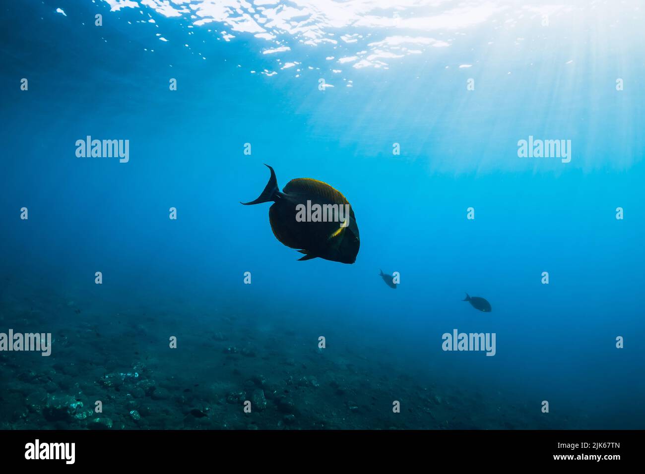 Underwater view of tropical big fish with sun rays in transparent ocean ...