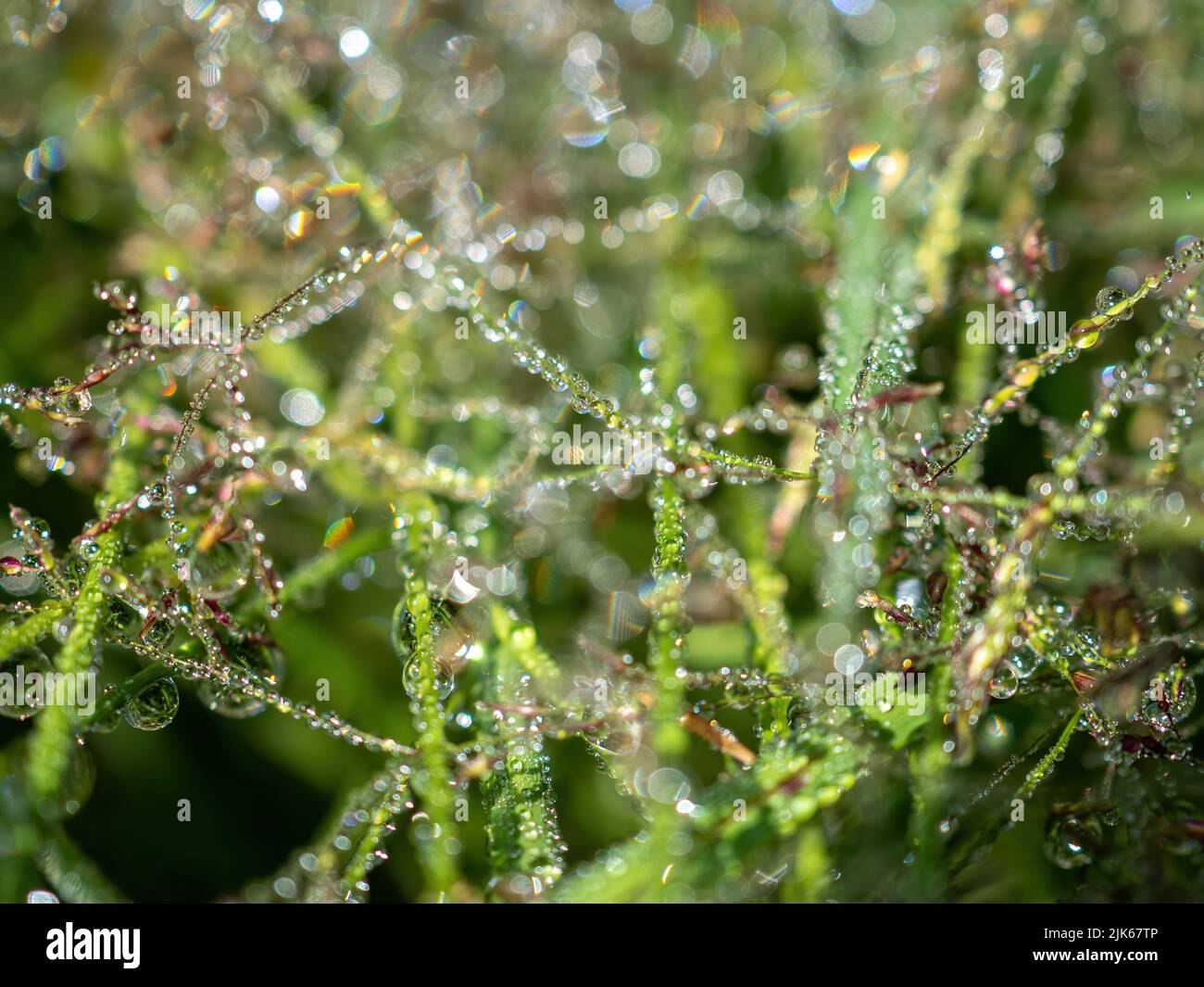 morning dew pearls on the grass Stock Photo - Alamy
