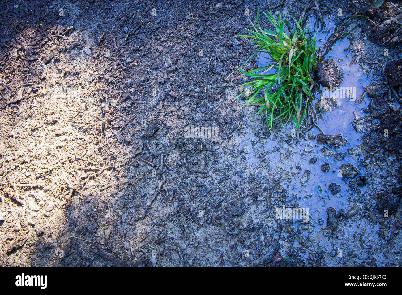 mud, water, wet, clump of grass. (CTK Photo/Libor Sojka Stock Photo - Alamy
