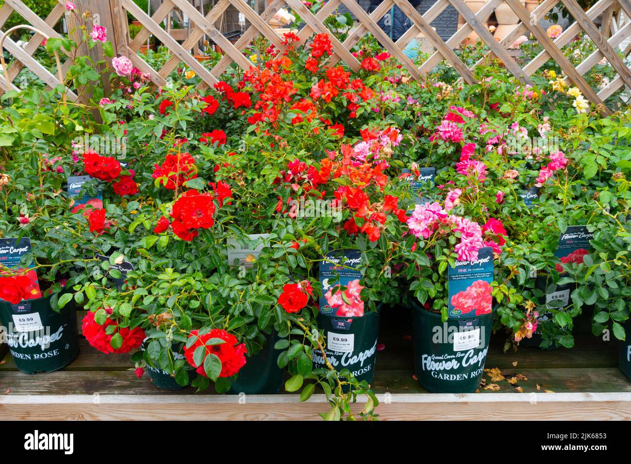 A Rose Festival in a garden centre promoting the sale of flowering rose ...
