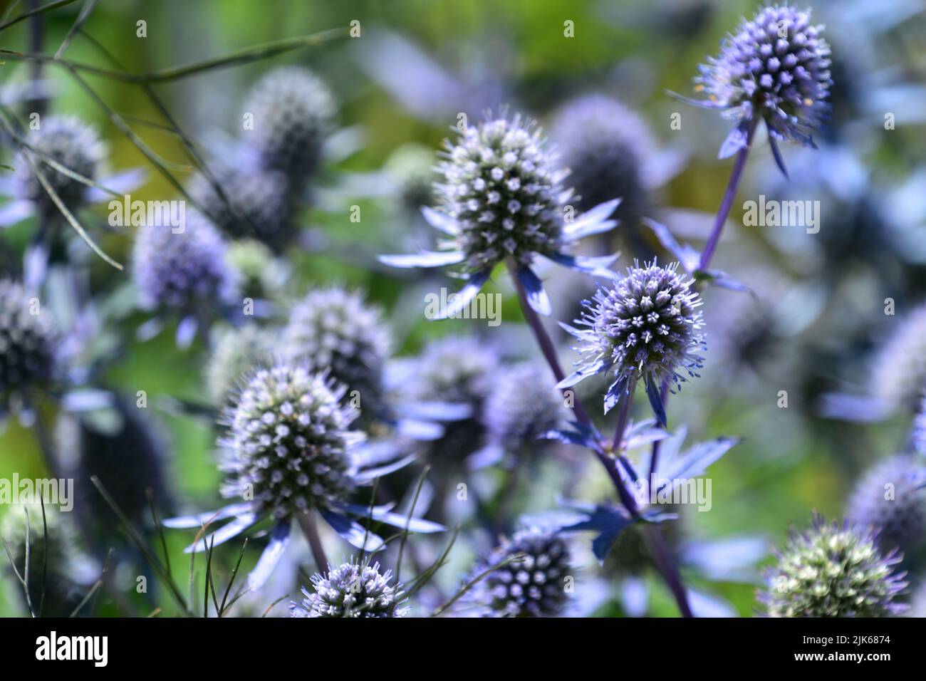 Gorgeous slate blue globe thistles flowering and blooming in a garden ...