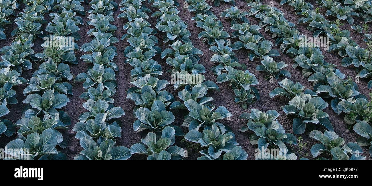 Fresh green cabbage in the farm field. Landscape aerial view of a ...