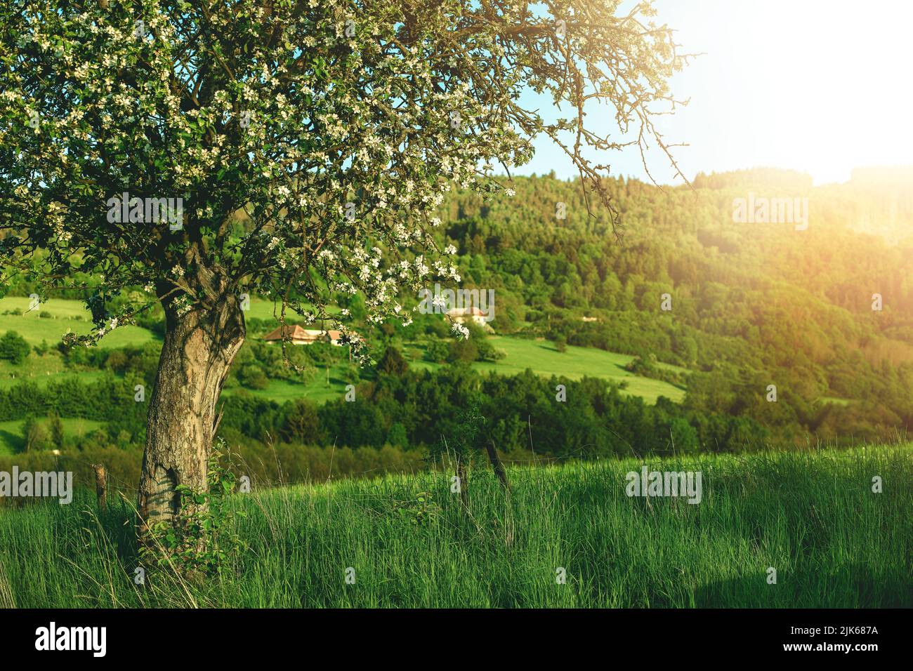 Blossomed tree in the evening sun.Hilly landscape in background. High ...