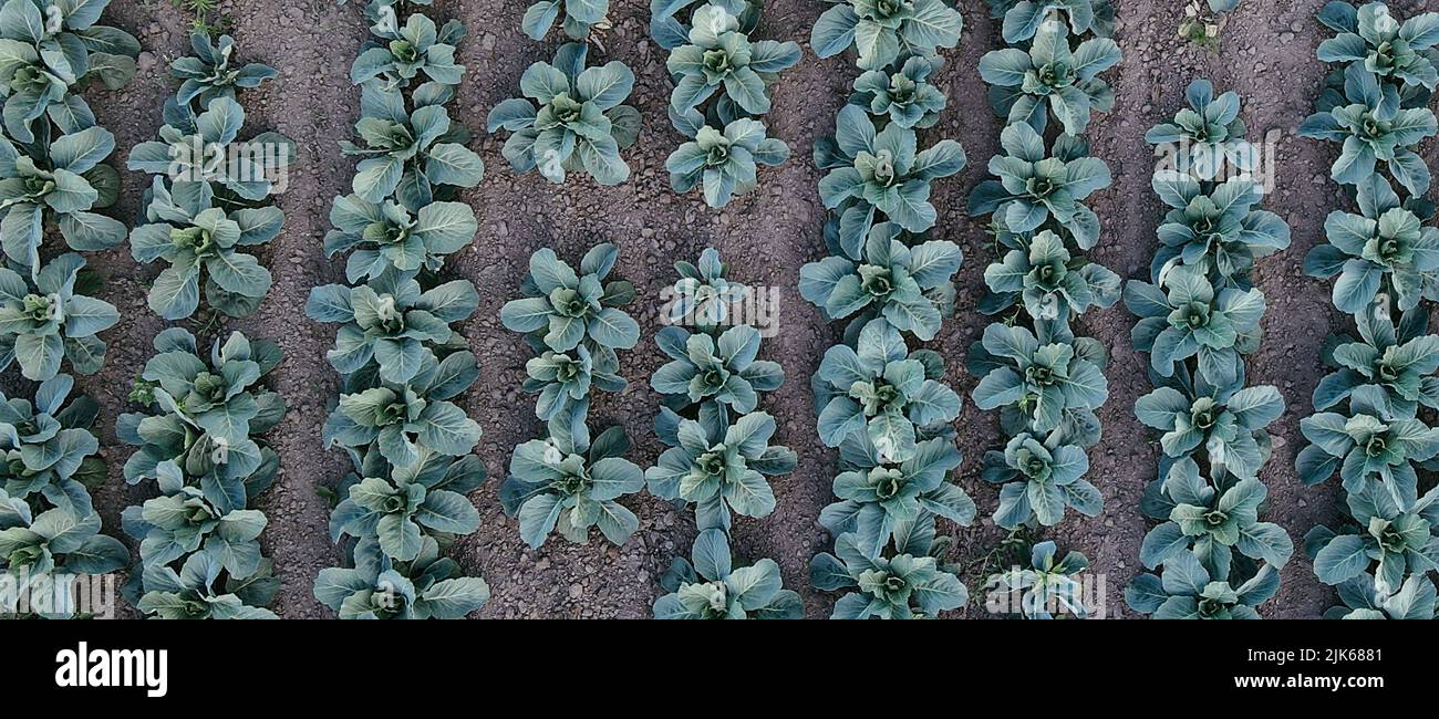 Fresh green cabbage in the farm field. Landscape aerial view of a ...