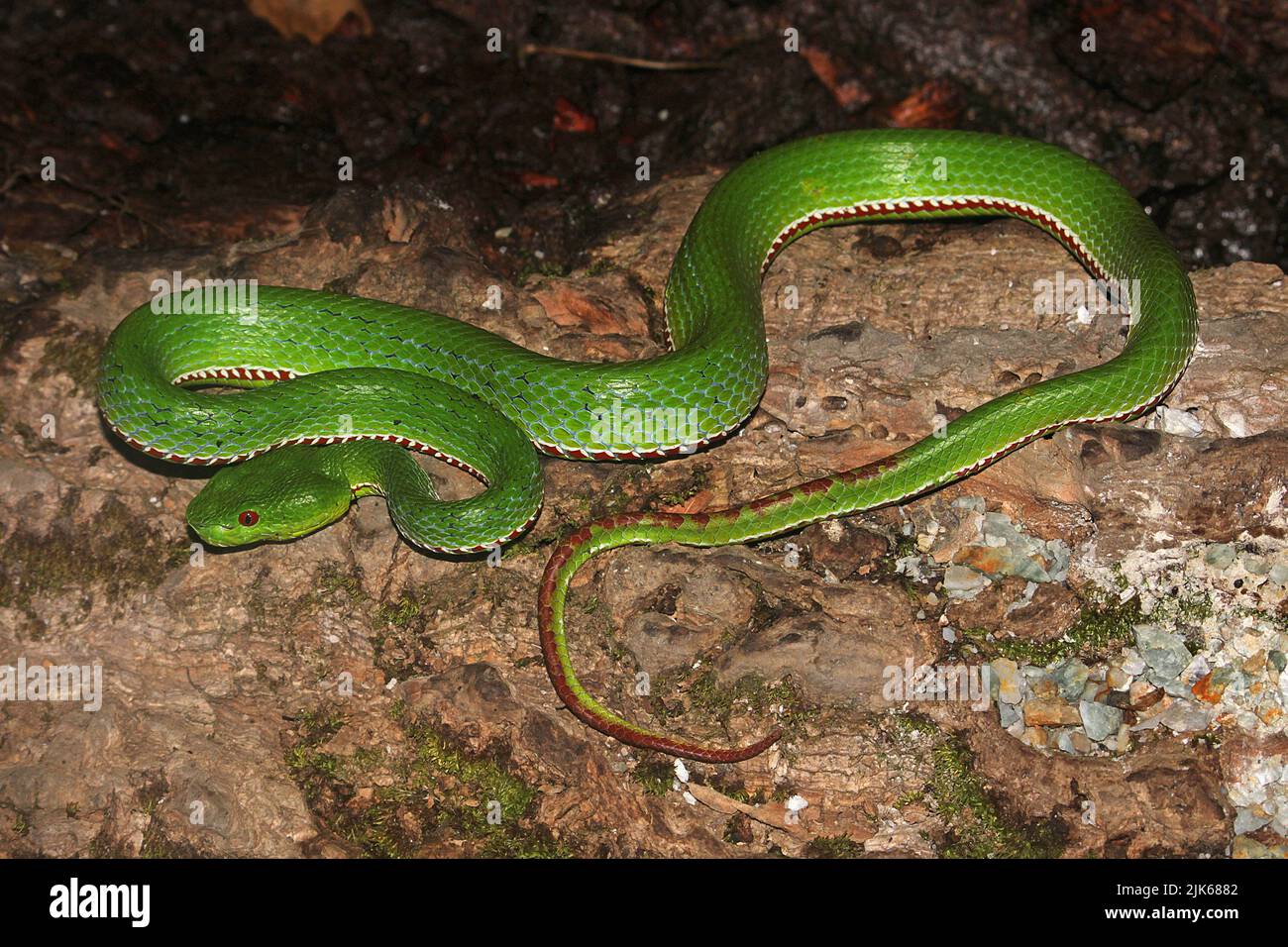 Brown wolf snake hi-res stock photography and images - Alamy
