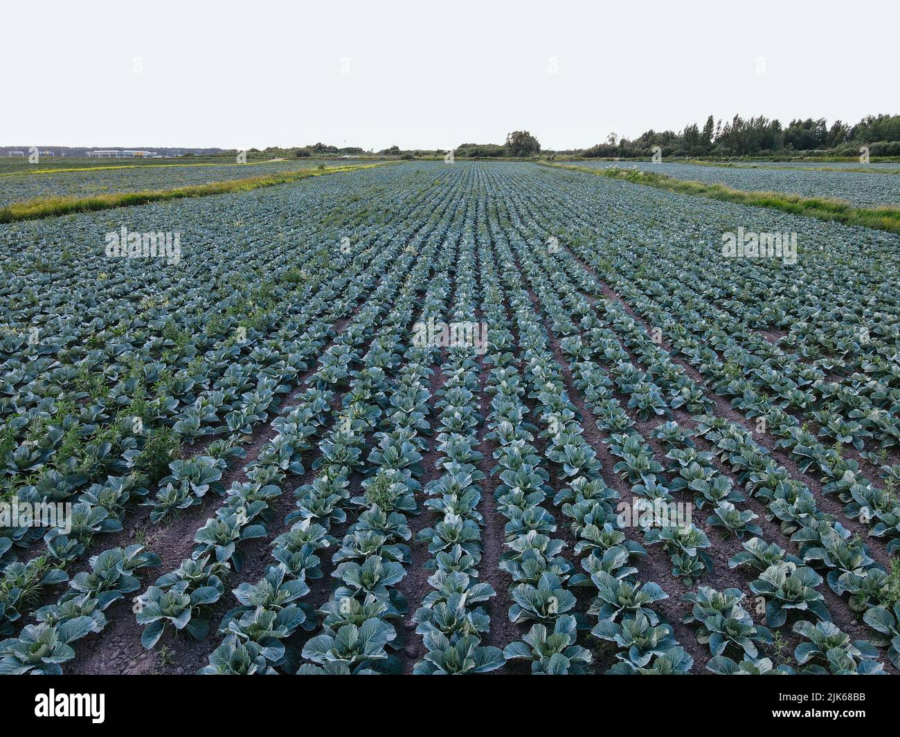 Fresh green cabbage in the farm field. Landscape aerial view of a ...