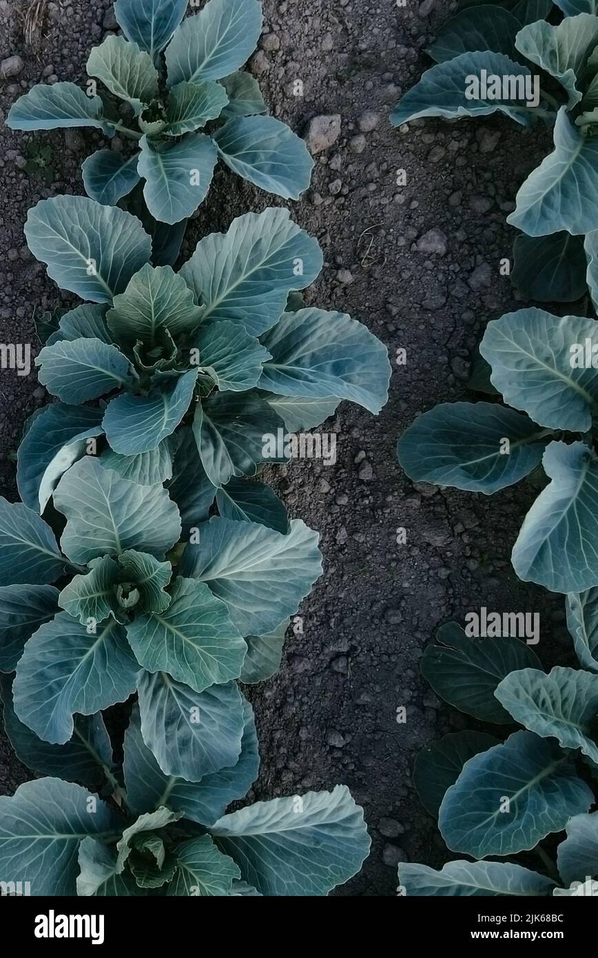 Fresh green cabbage in the farm field. Landscape aerial view of a ...