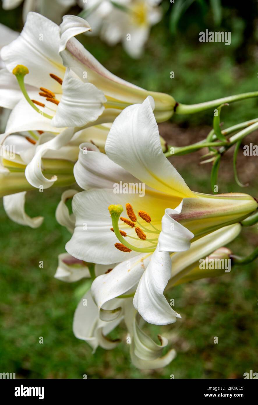 Large white Lily flowers, showing details of the inside of the blooms ...