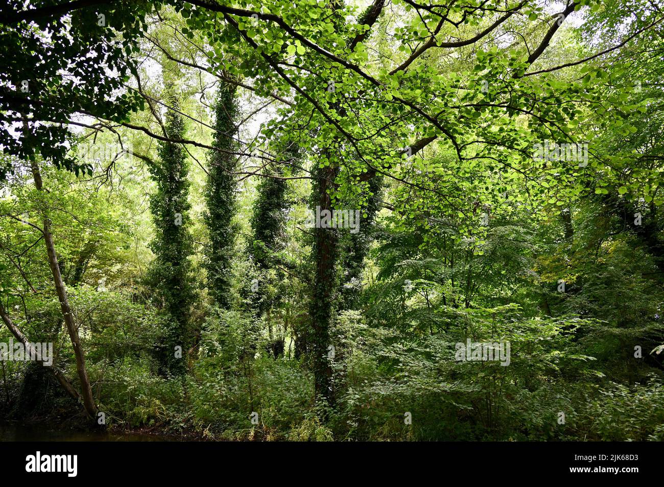 Woodland, Lullingstone Country Park, Eynsford, Kent. UK Stock Photo - Alamy
