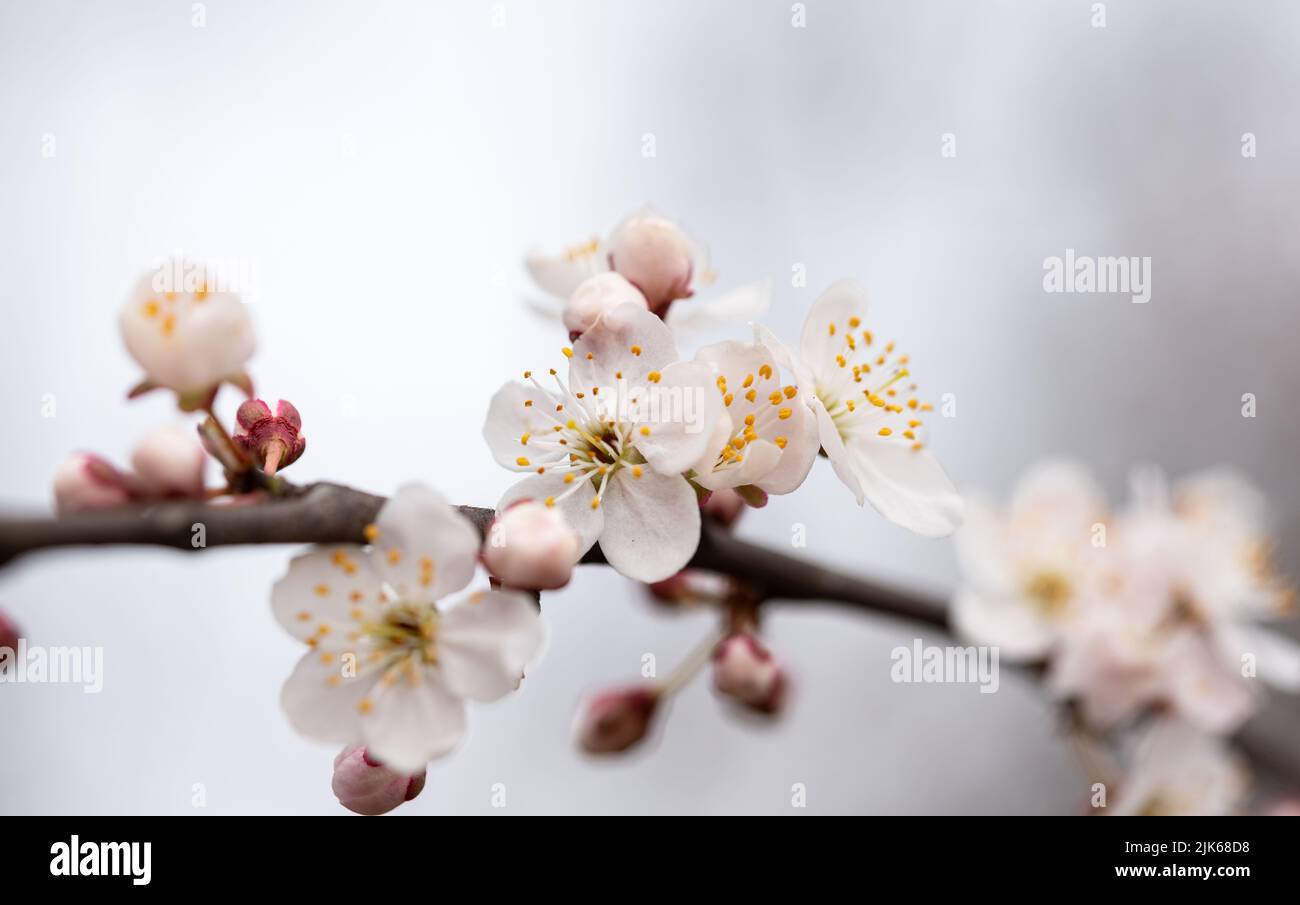 Cherry blossoms. Dense flower buds and the first blossoms of a cherry ...
