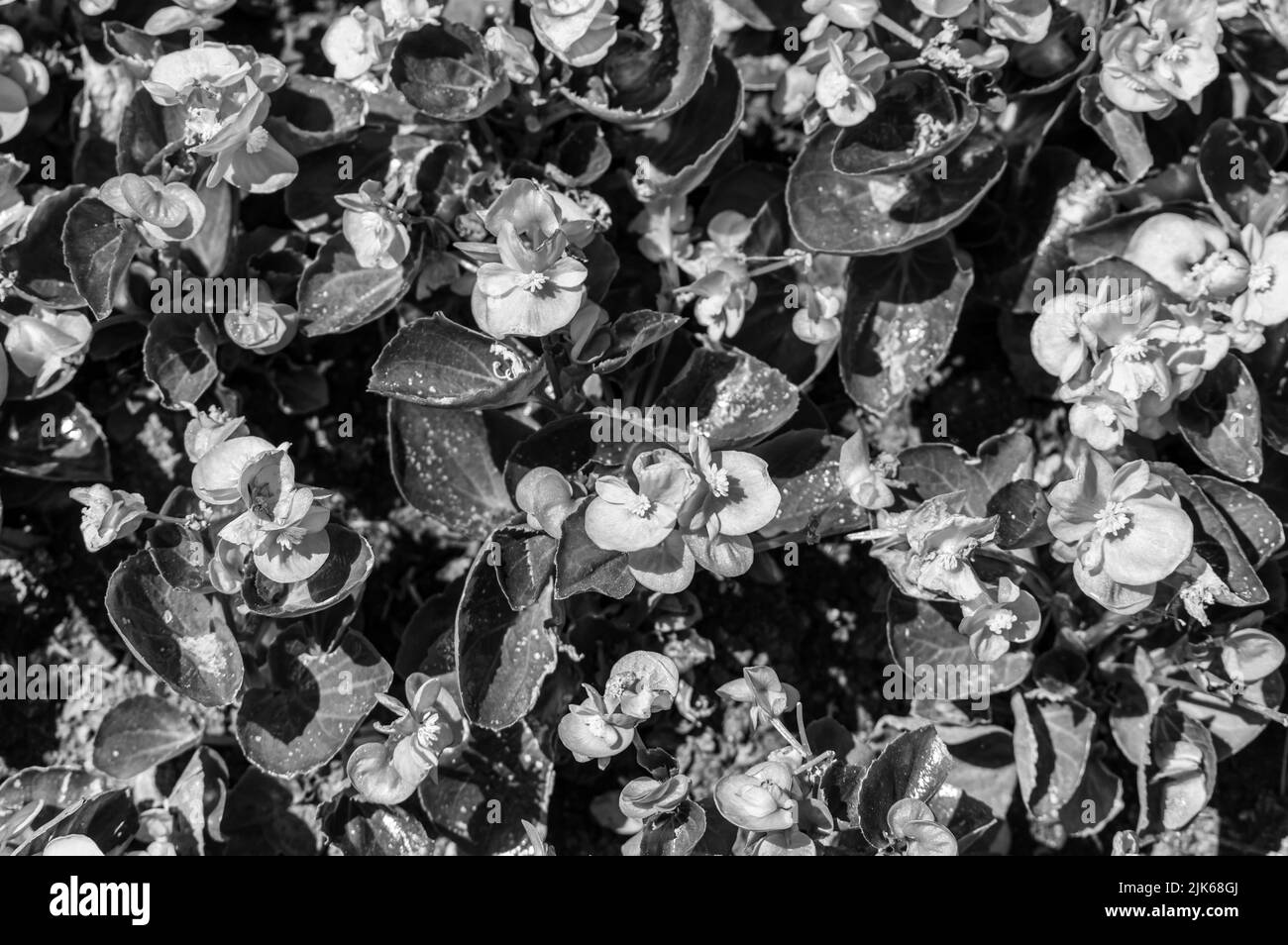 Yellow spring flowers in Black and White Stock Photos & Images - Alamy