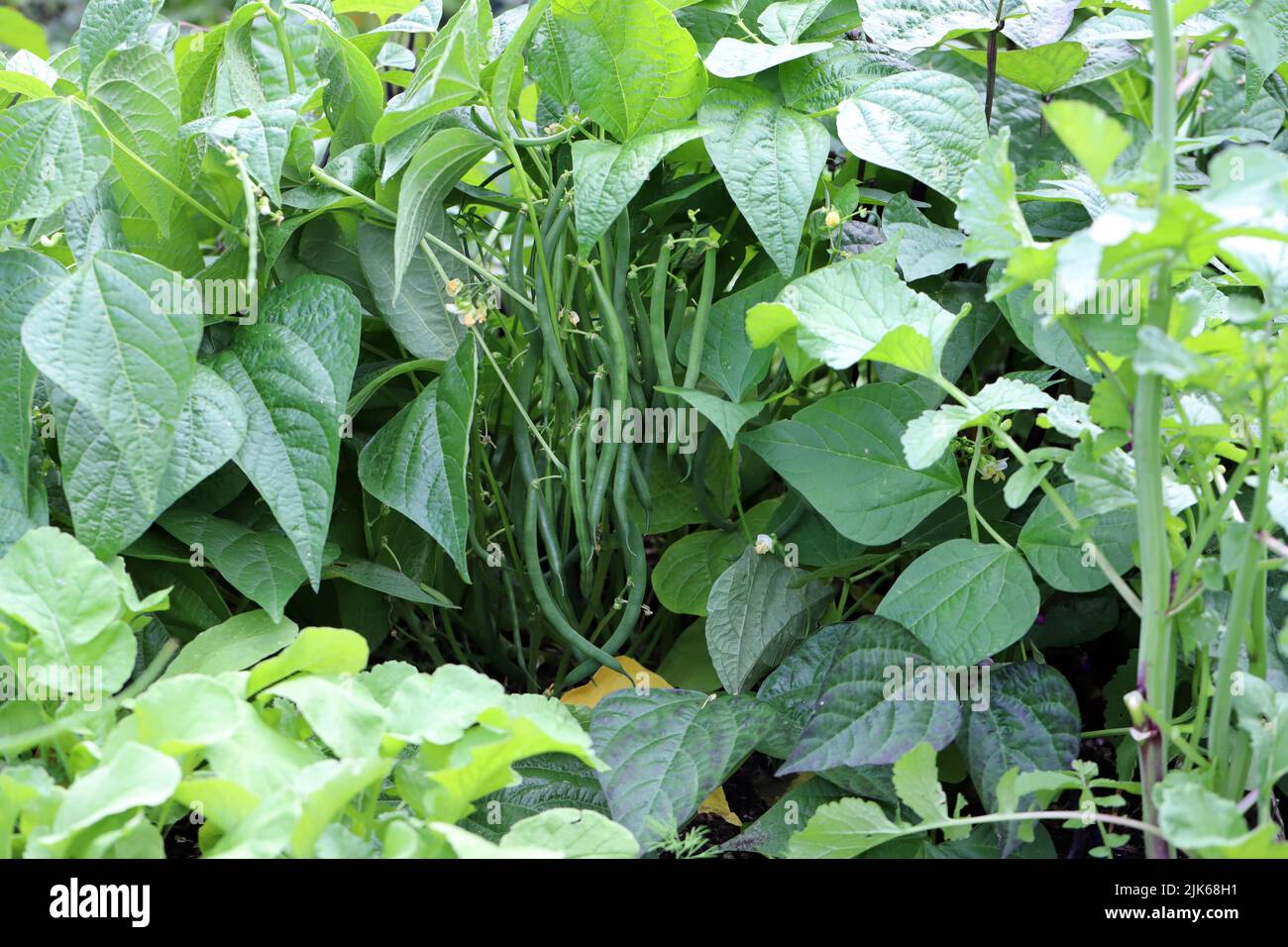 Green dwarf green beans growing on a bed in the garden. Own vegetable ...
