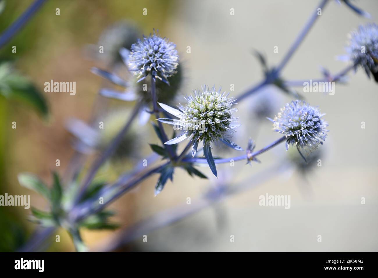 Gorgeous slate blue globe thistle blooming and flowering in a garden ...