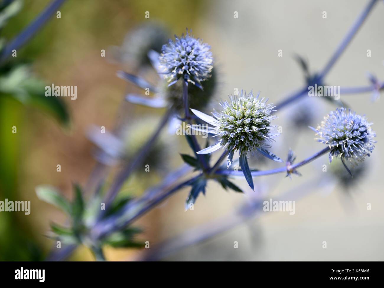 Garden with a very pretty flowering globe thistle blooming in the ...
