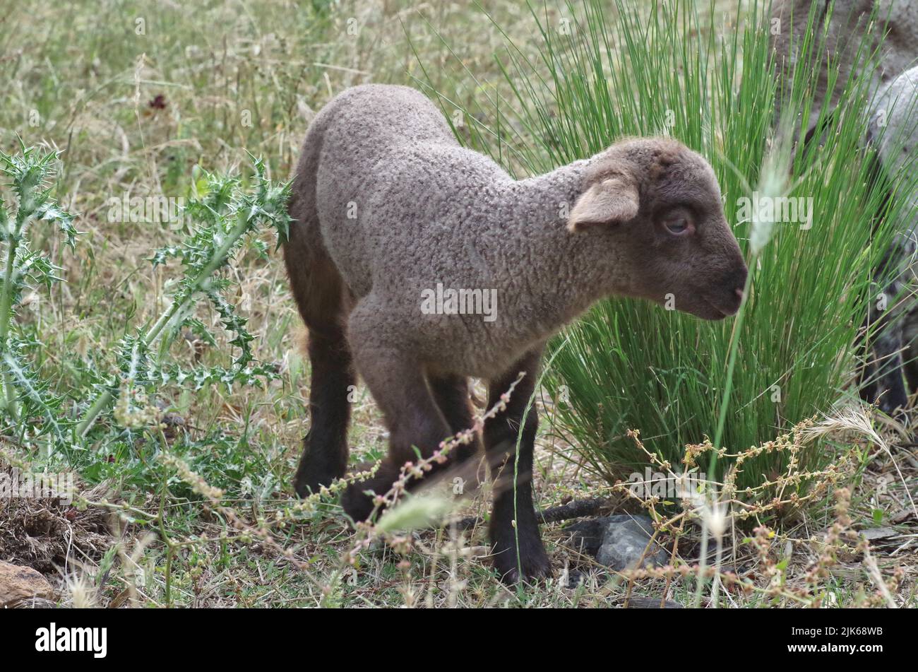 Lamb walking hi-res stock photography and images - Alamy