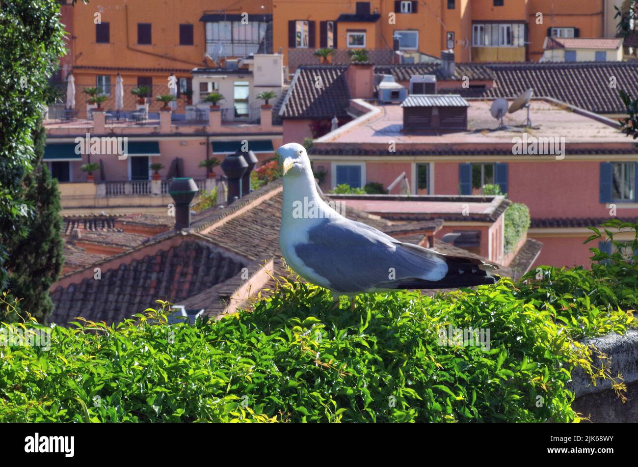 close up view of a seagull looking at camera Stock Photo - Alamy