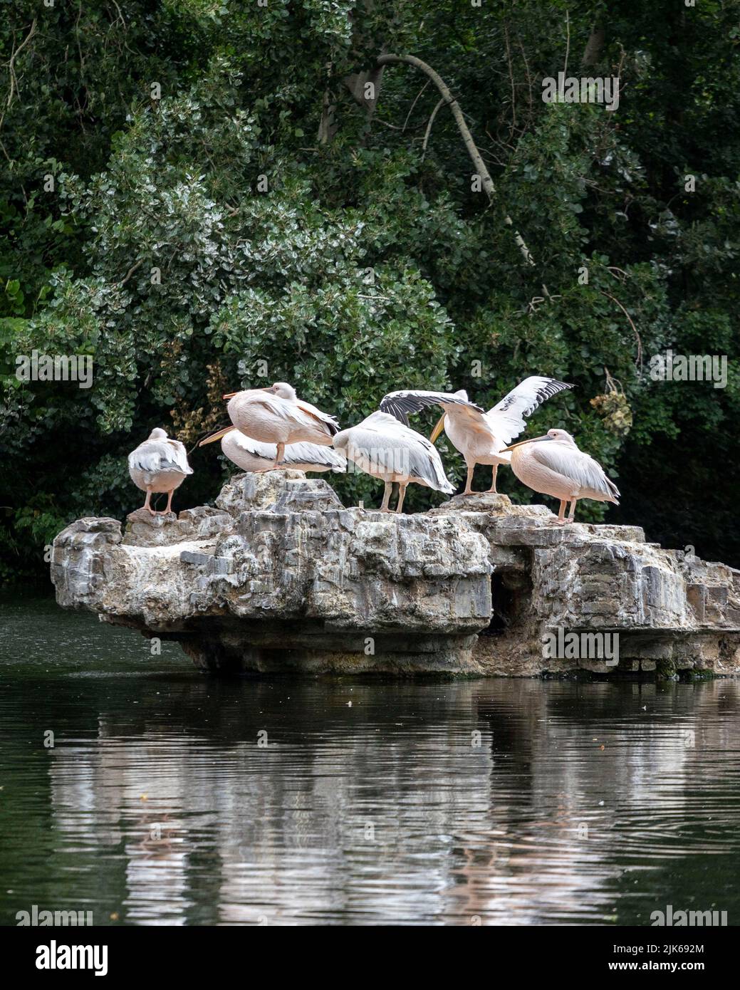 Six pelicans perches on a rock in a lake at St. James’s Park this ...