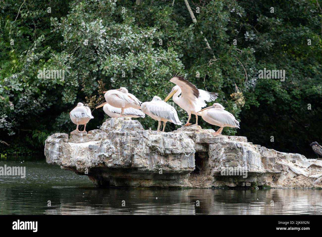 Six pelicans perches on a rock in a lake at St. James’s Park this ...