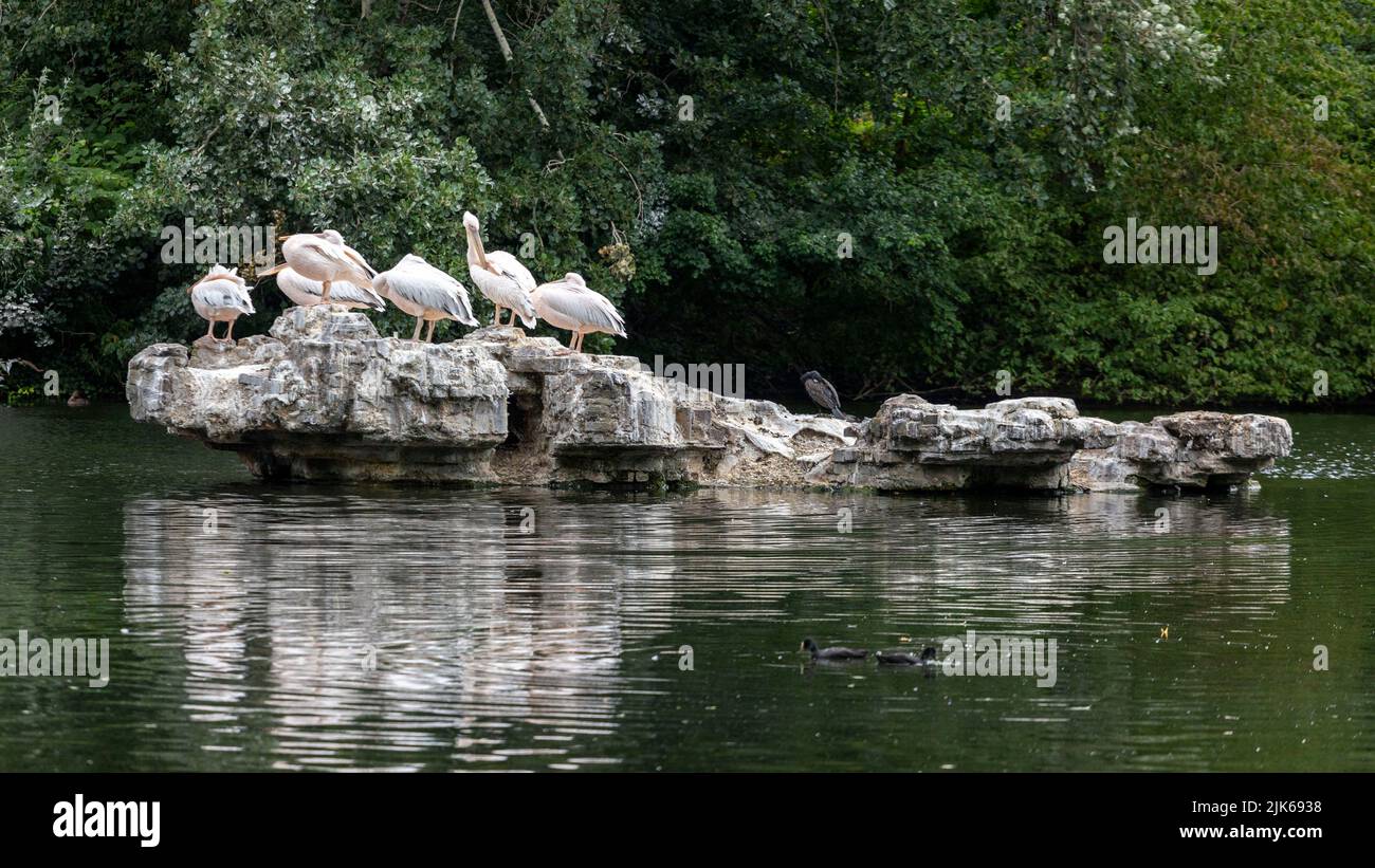 Six pelicans perches on a rock in a lake at St. James’s Park this ...