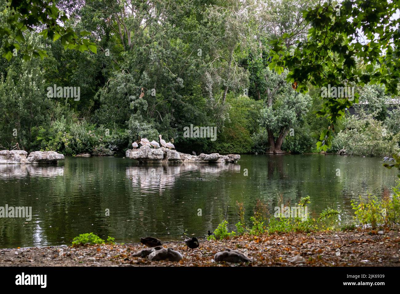 Six pelicans perches on a rock in a lake at St. James’s Park this ...