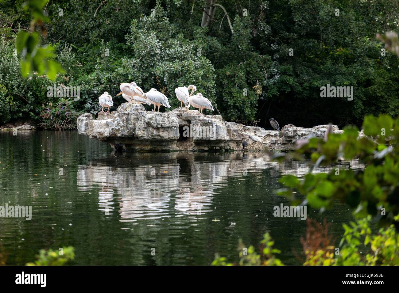 St james park pelican hi-res stock photography and images - Alamy