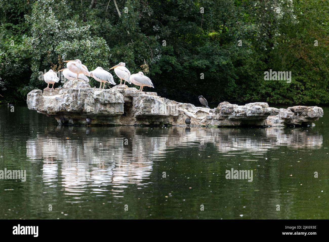 Pelican long beak perches hi-res stock photography and images - Alamy