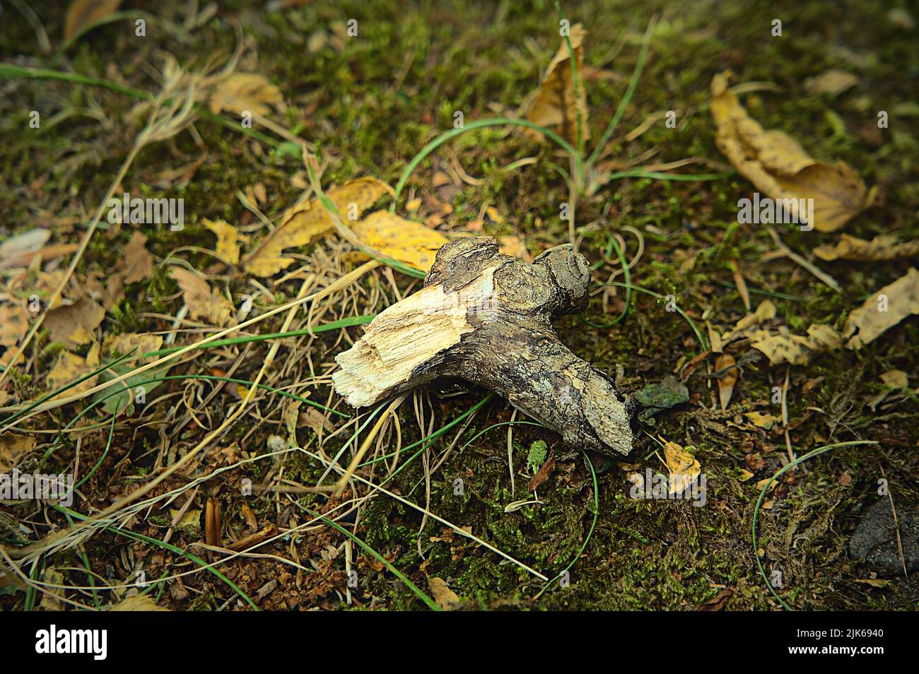 Silly boy hi-res stock photography and images - Alamy