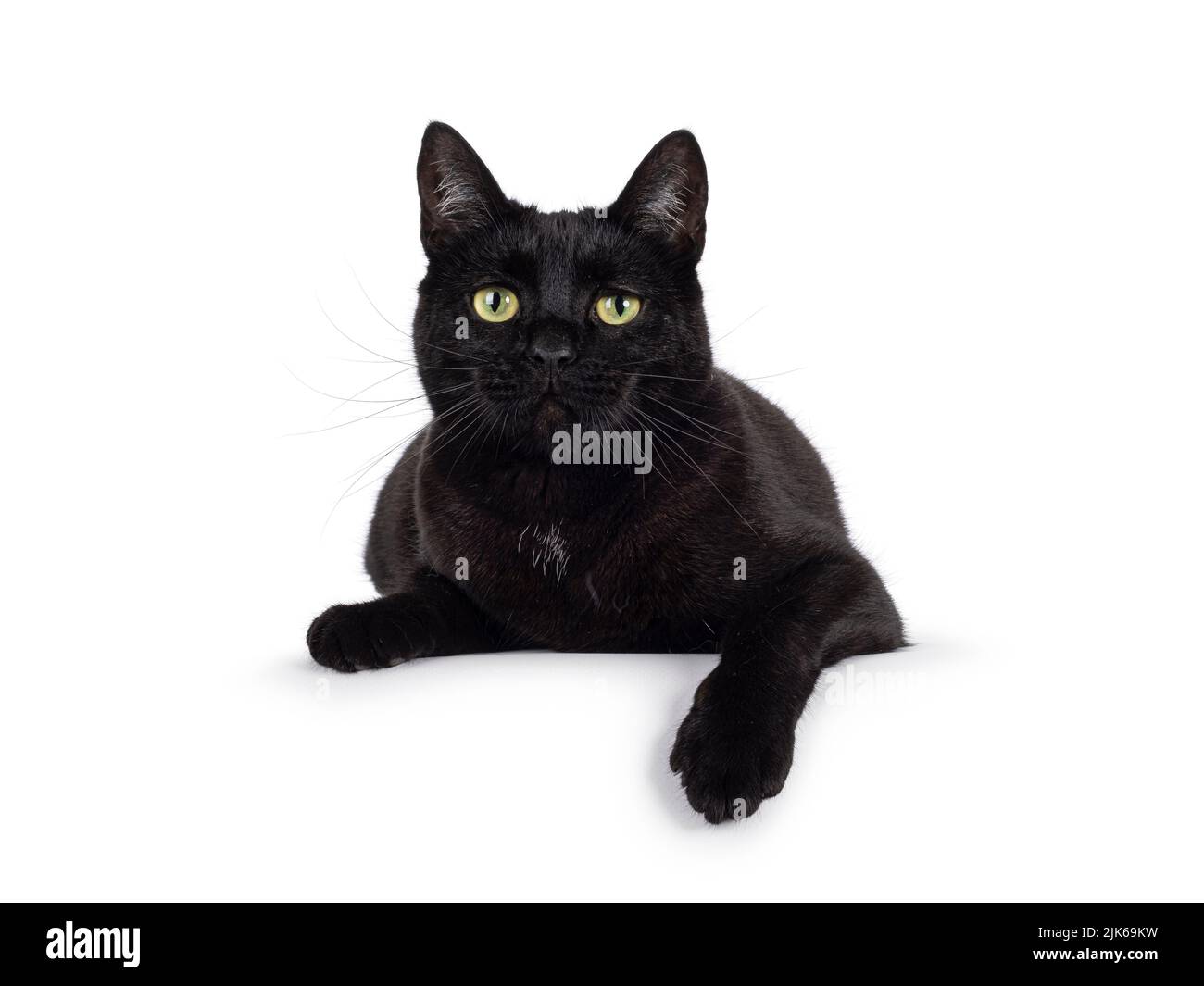 Black Adult House Cat Laying Down Facing Front On Edge Looking Straight To Camera Isolated On