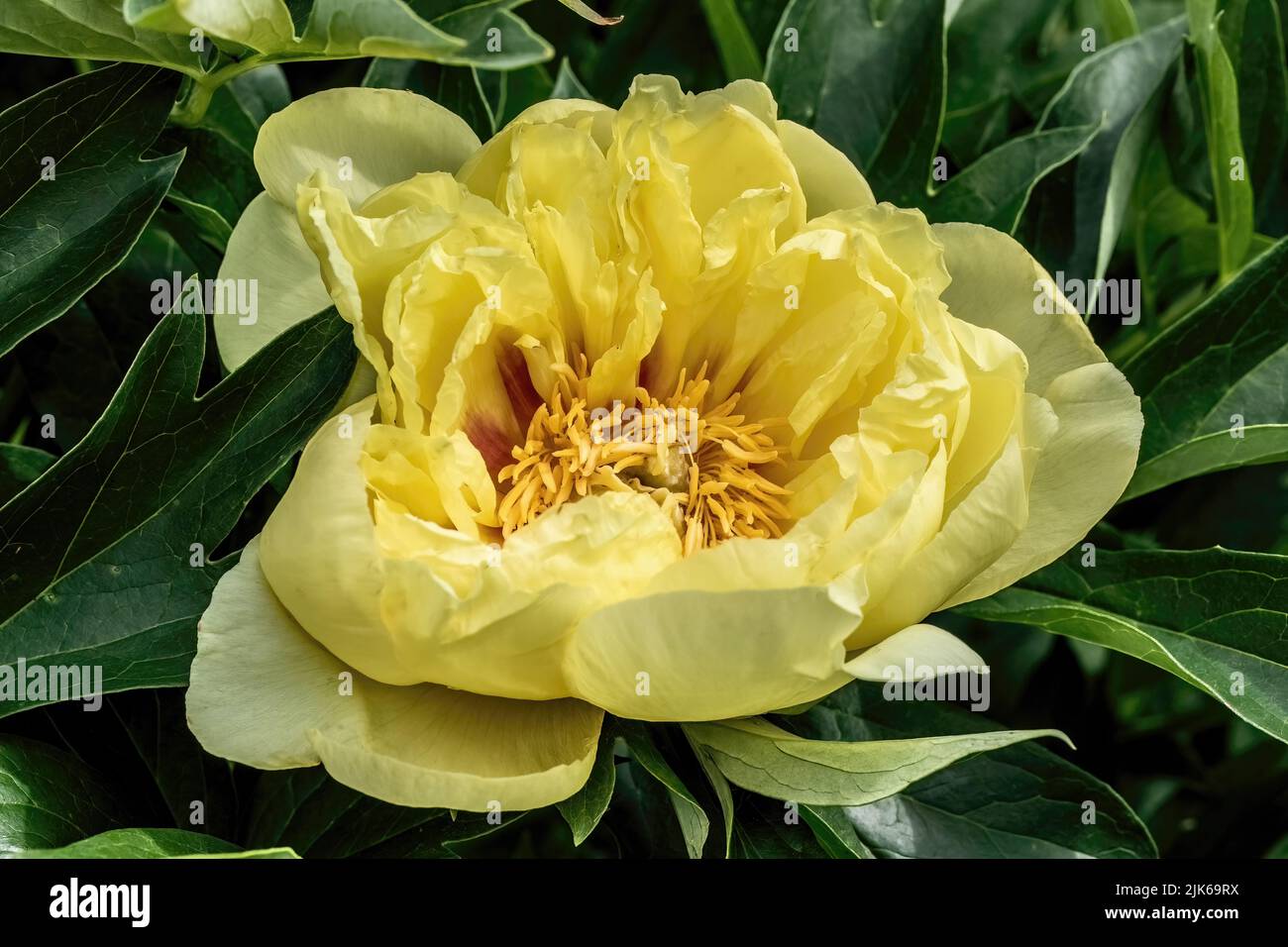 Pretty yellow peony on a spring day at Lyndale Park Rose Garden in ...