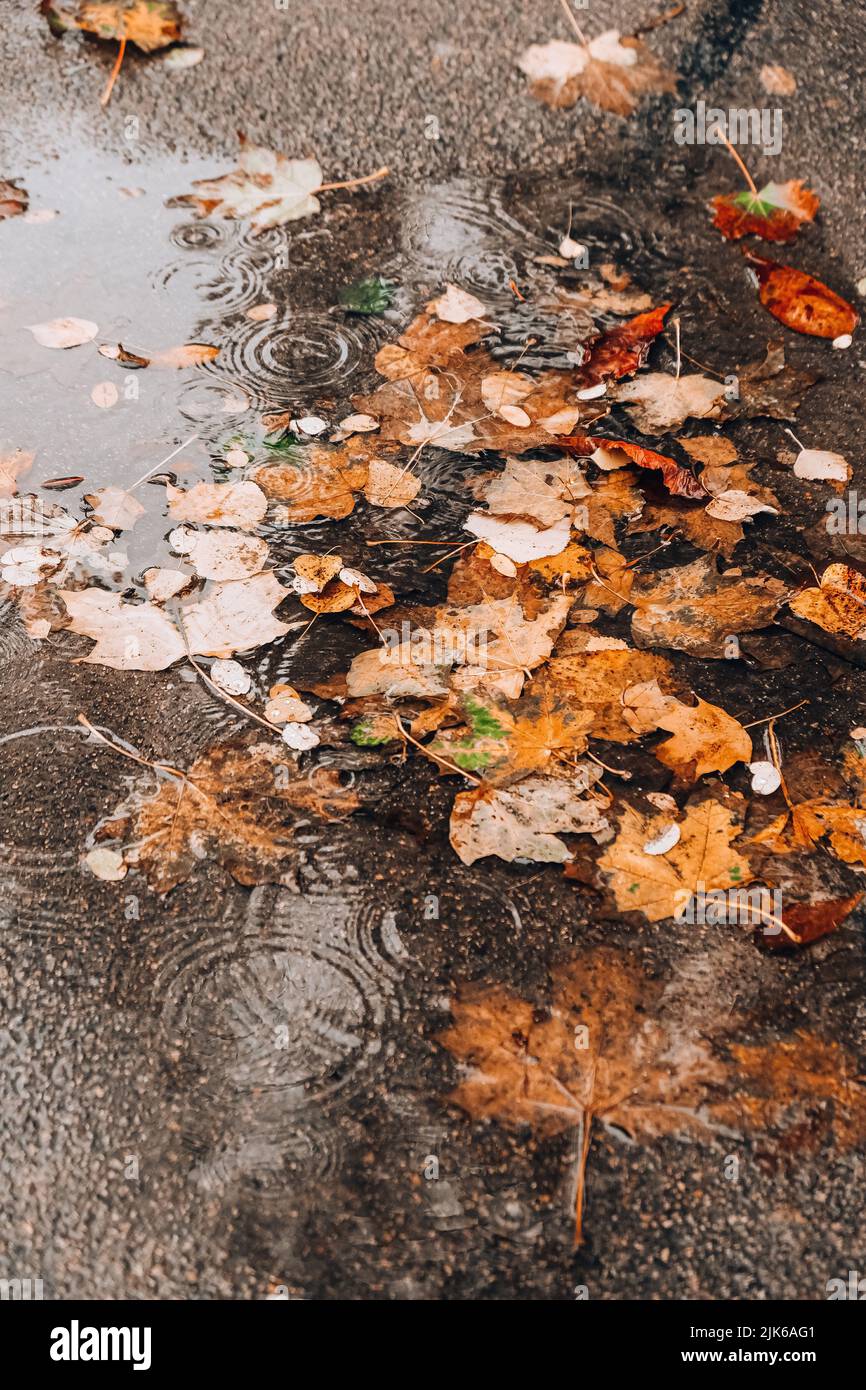 Autumn puddle with reflections of trees and fallen yellow leaves. Cloudy day after the rain ...