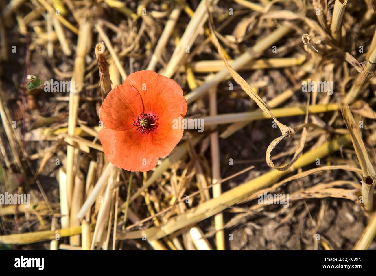 Poppy growing on a mowed wheat field seen up close Stock Photo - Alamy