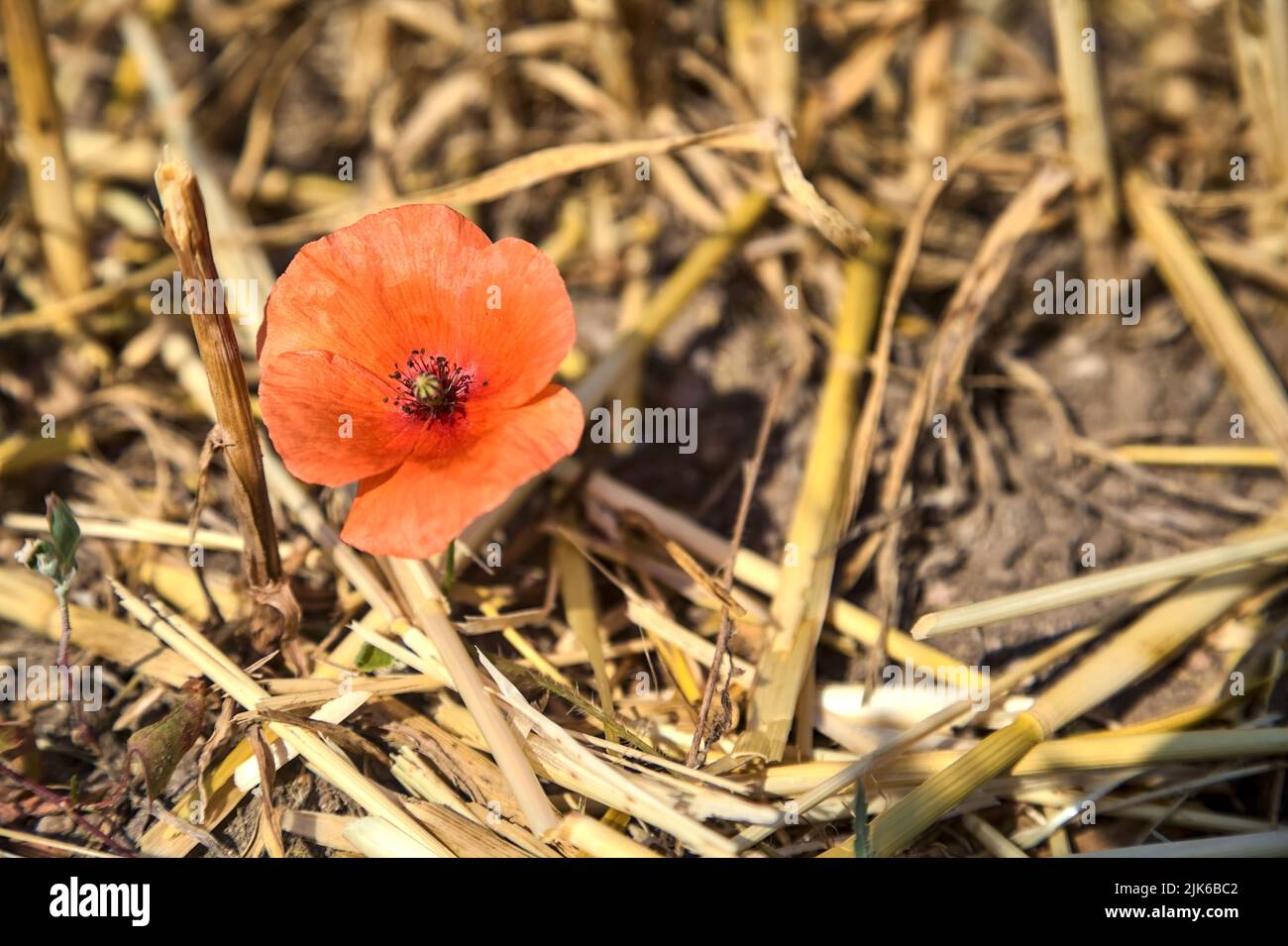 Lush field crop seen hi-res stock photography and images - Alamy