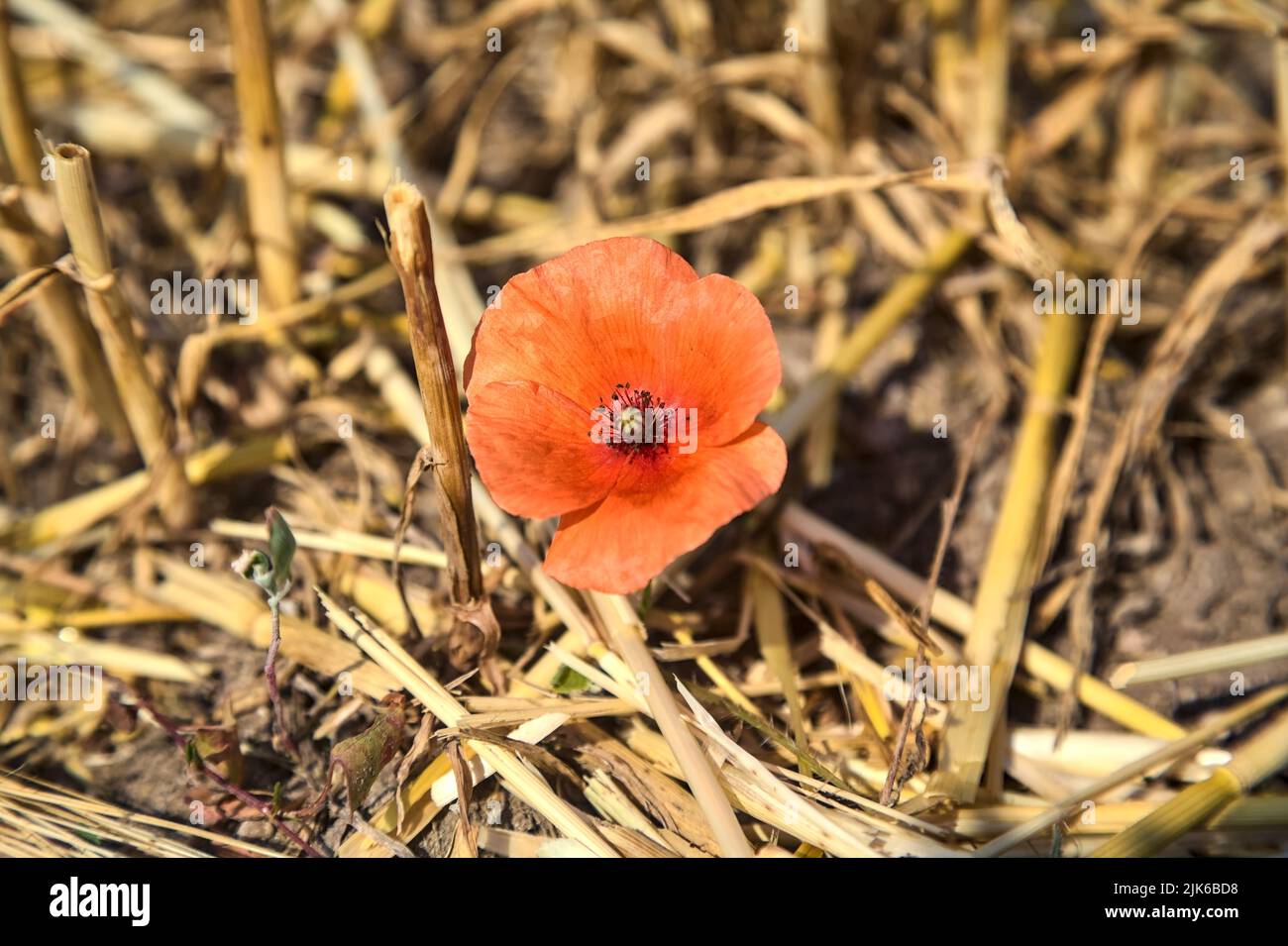 Close mowed hi-res stock photography and images - Alamy