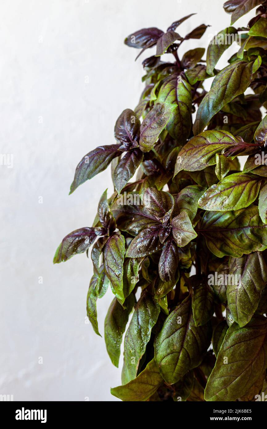 Red basil plant over the light grey background Stock Photo - Alamy