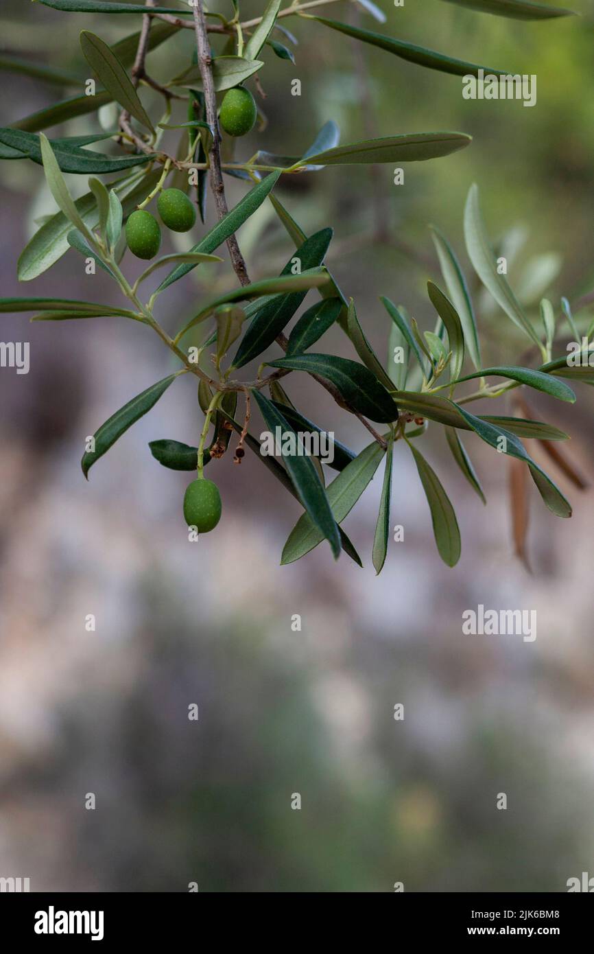 Unripe olive hi-res stock photography and images - Alamy