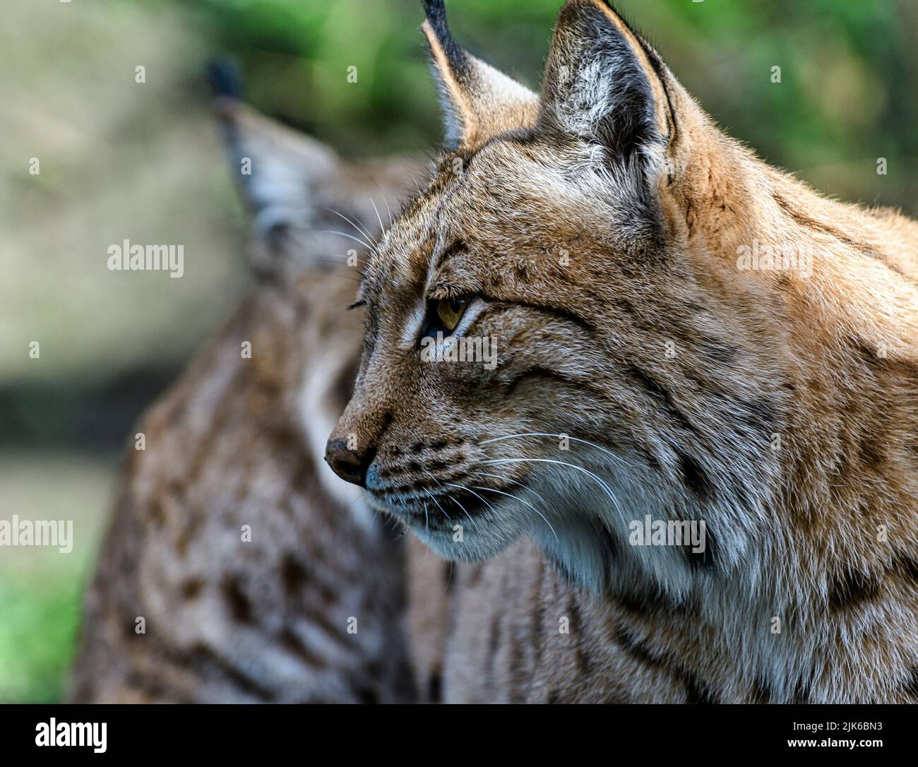 Family portrait eurasian lynx hi-res stock photography and images - Alamy
