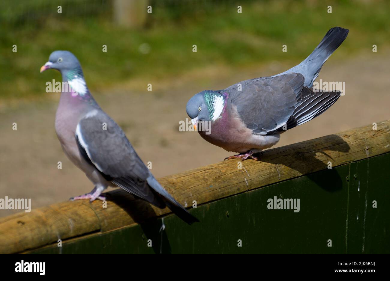 Feral pigeons perched hi-res stock photography and images - Alamy