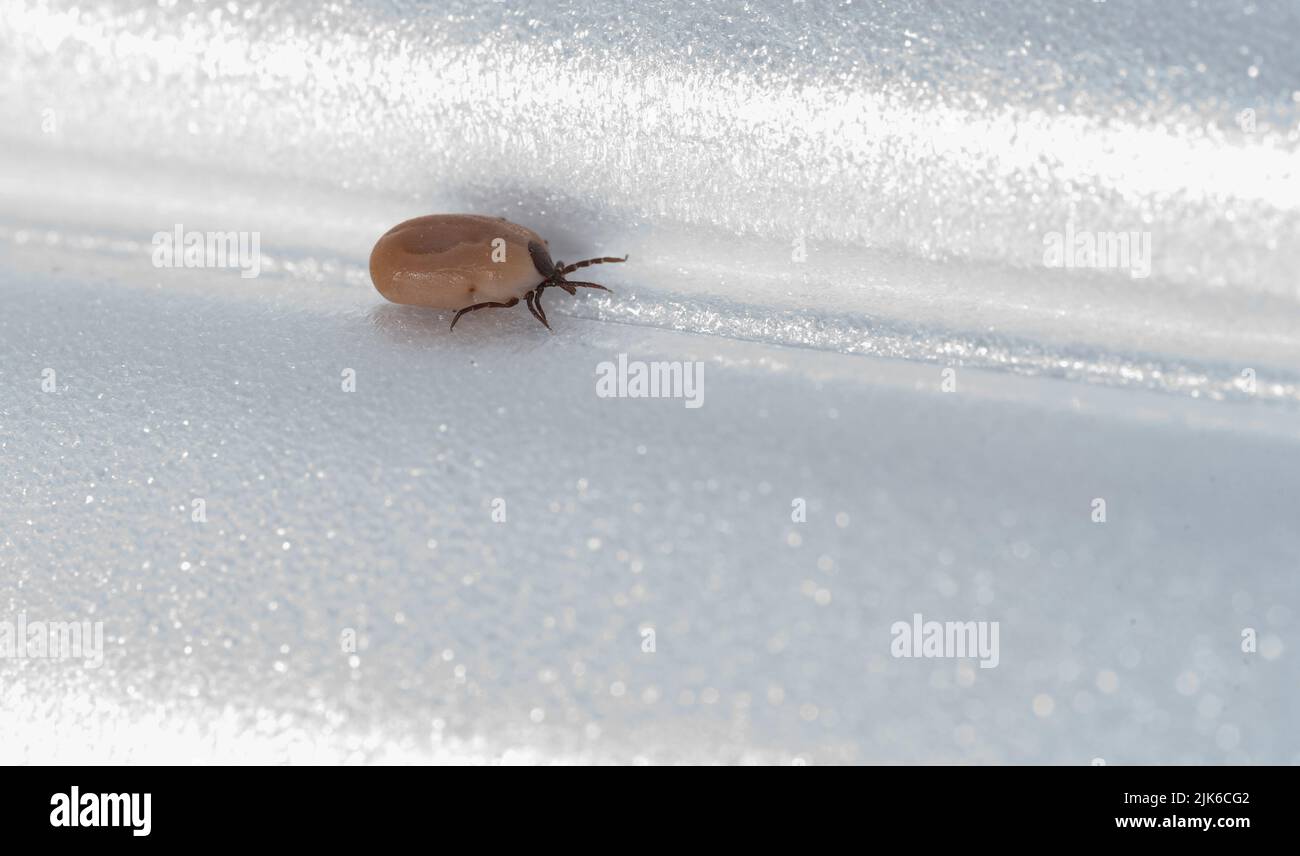 Tick insect isolated on a white background. A disease-spreading ...